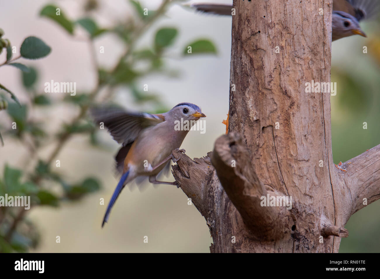 Uttarakhand birds hi-res stock photography and images - Alamy