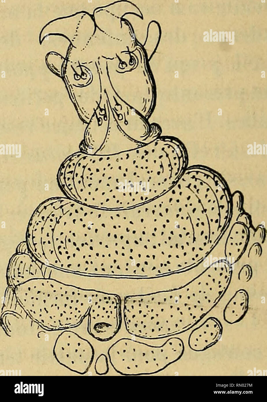 Peripatoides hi-res stock photography and images - Alamy