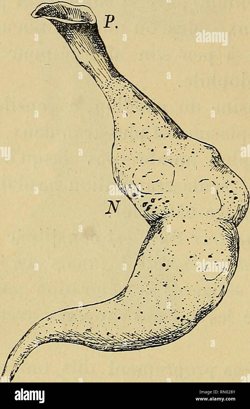 Polynoe hi-res stock photography and images - Alamy