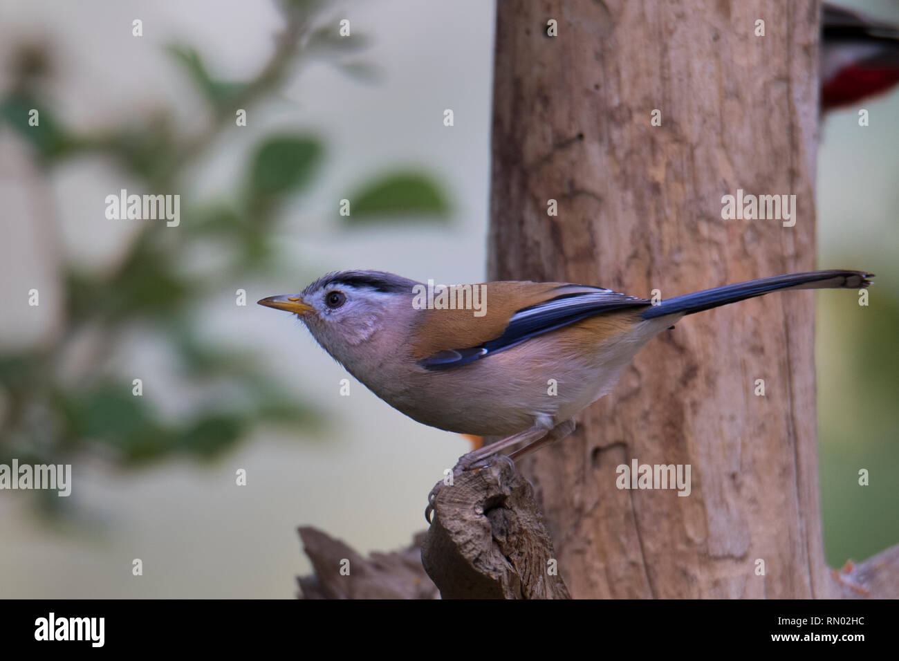 Minla hi-res stock photography and images - Alamy