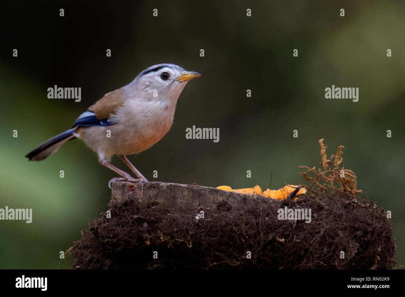 Minla hi-res stock photography and images - Alamy