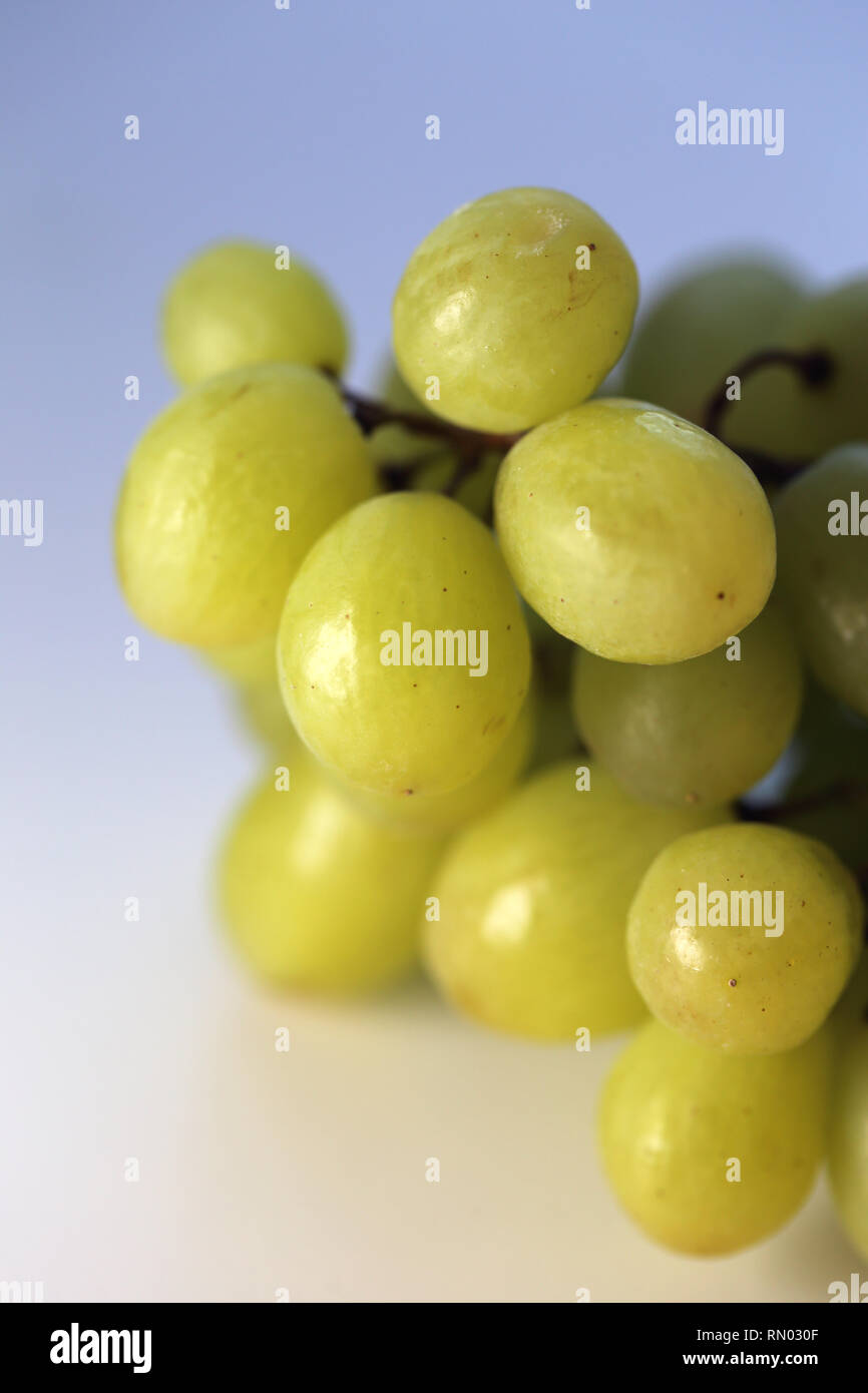 Ripe and juicy green grapes photographed on a table. Color image of ...