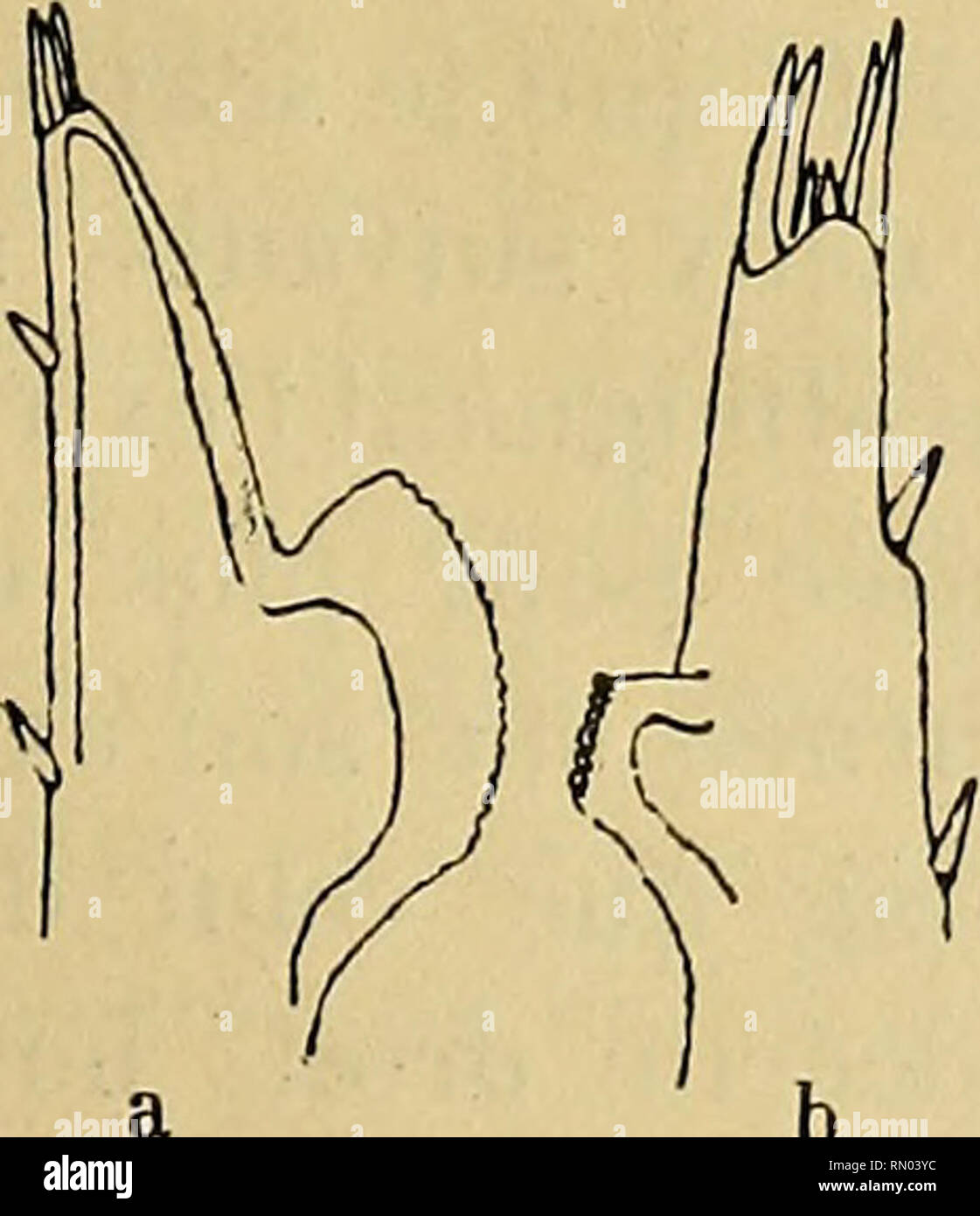 Lucifer typus hi-res stock photography and images - Alamy