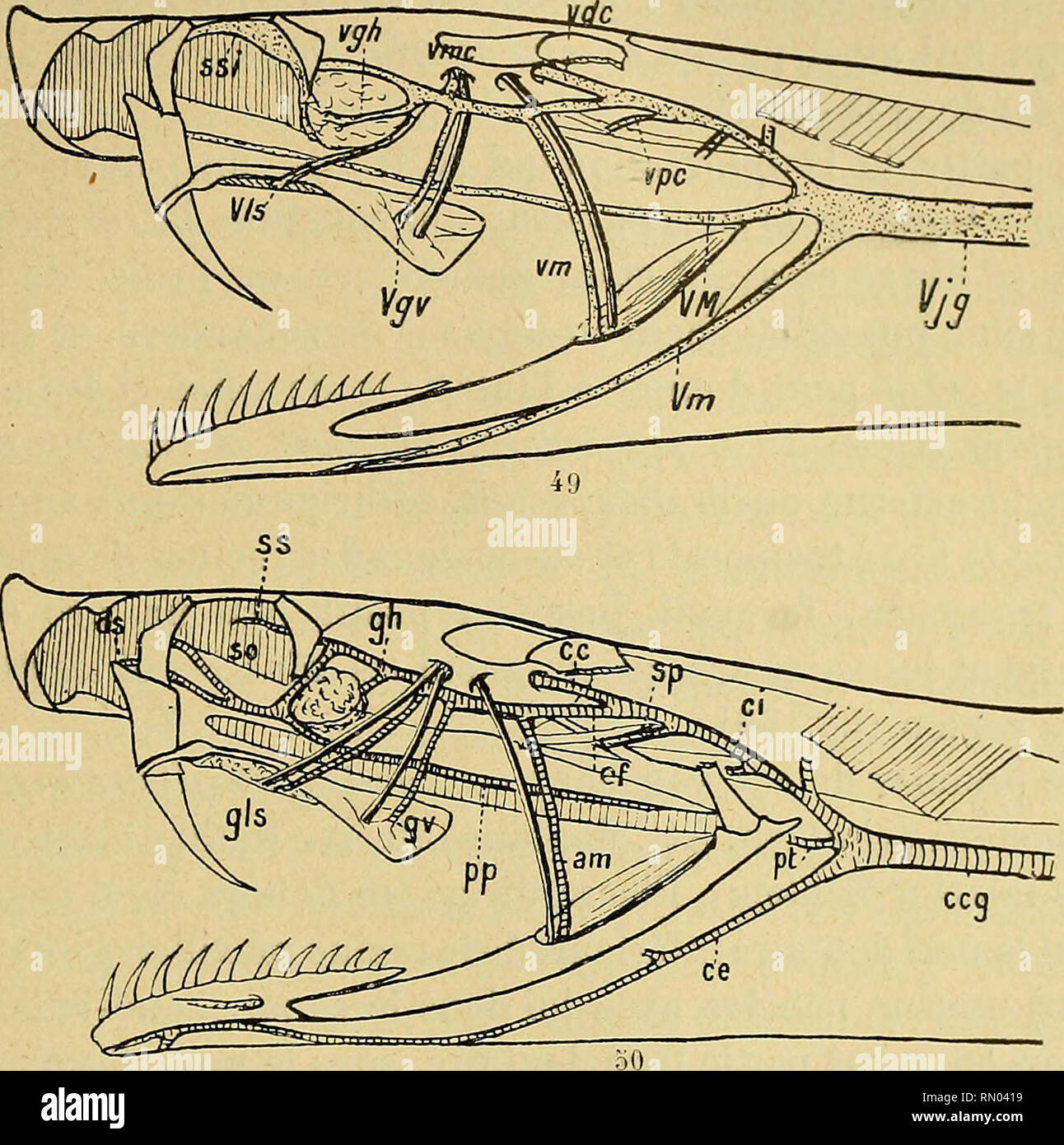 . Annales des sciences naturelles. Zoology; Biology. DE L APPAREIL ...