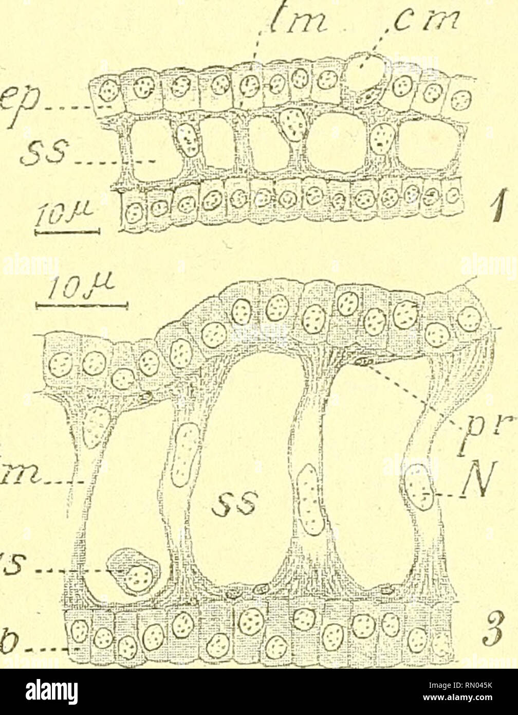 Scaphander lignarius hi-res stock photography and images - Alamy