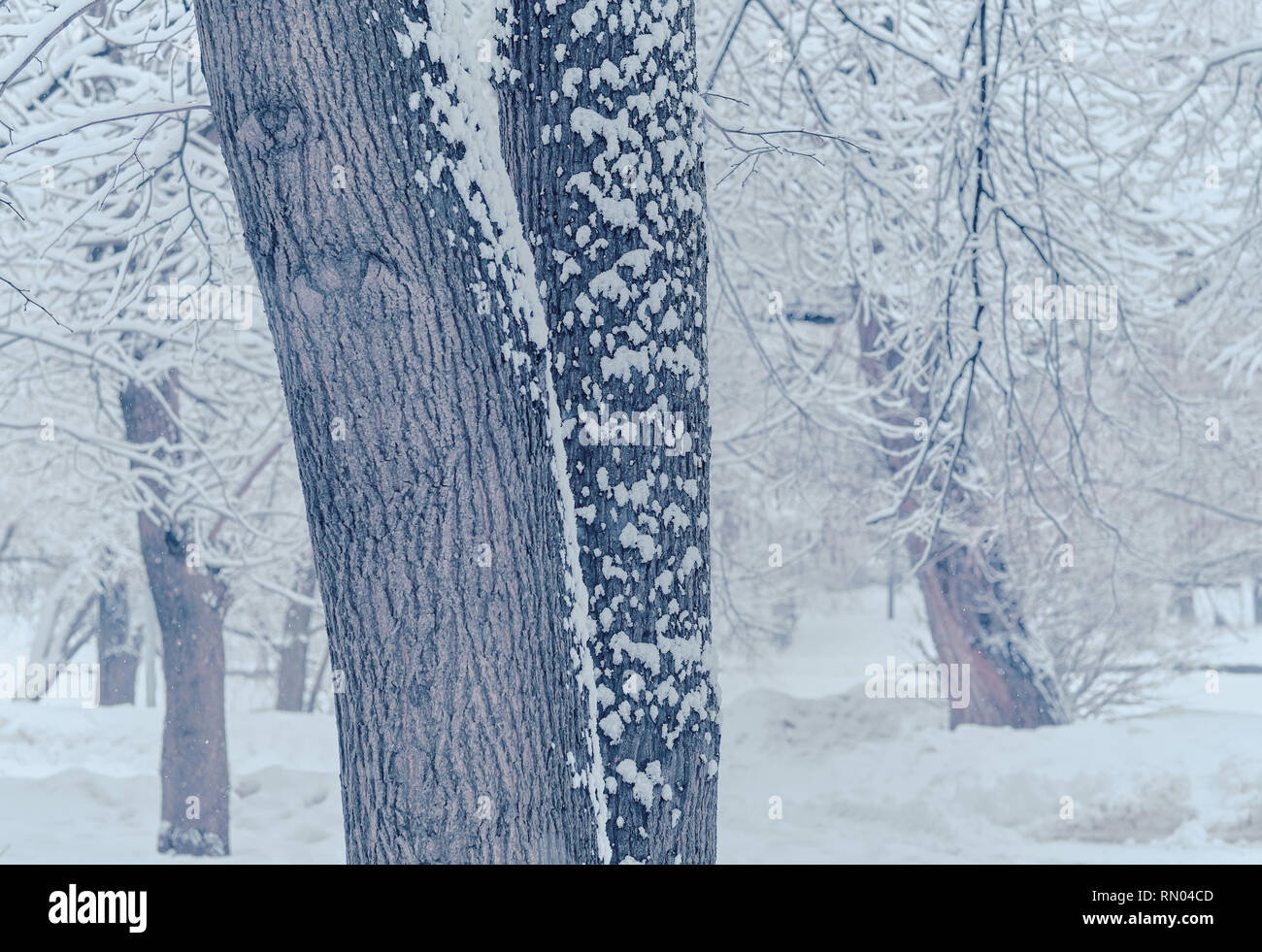 Winter snowing, trees with snow covering. Snow drop on trees in Moscow ...