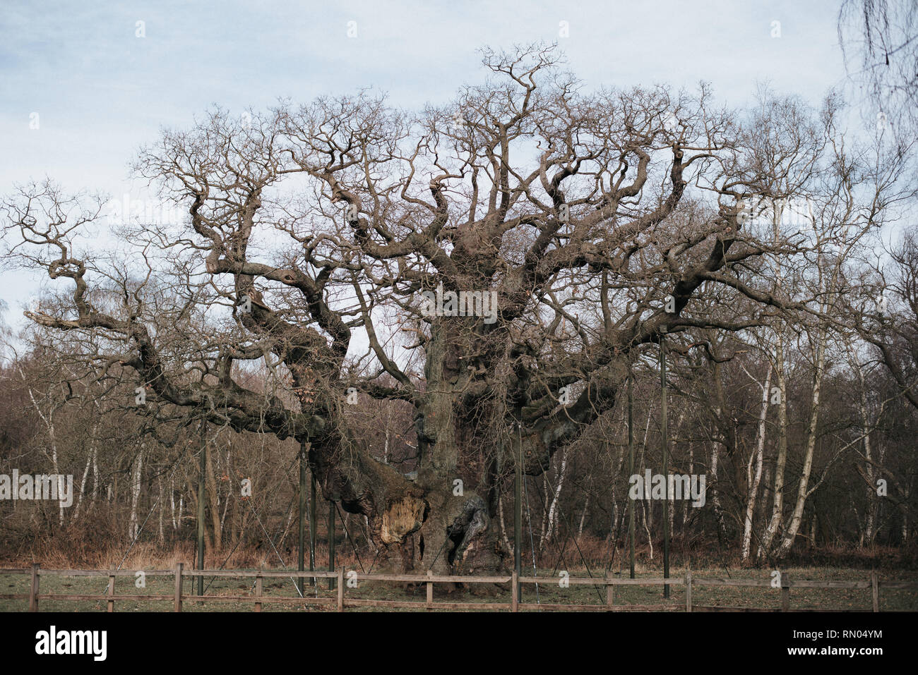 Great oak sherwood forest hi-res stock photography and images - Alamy