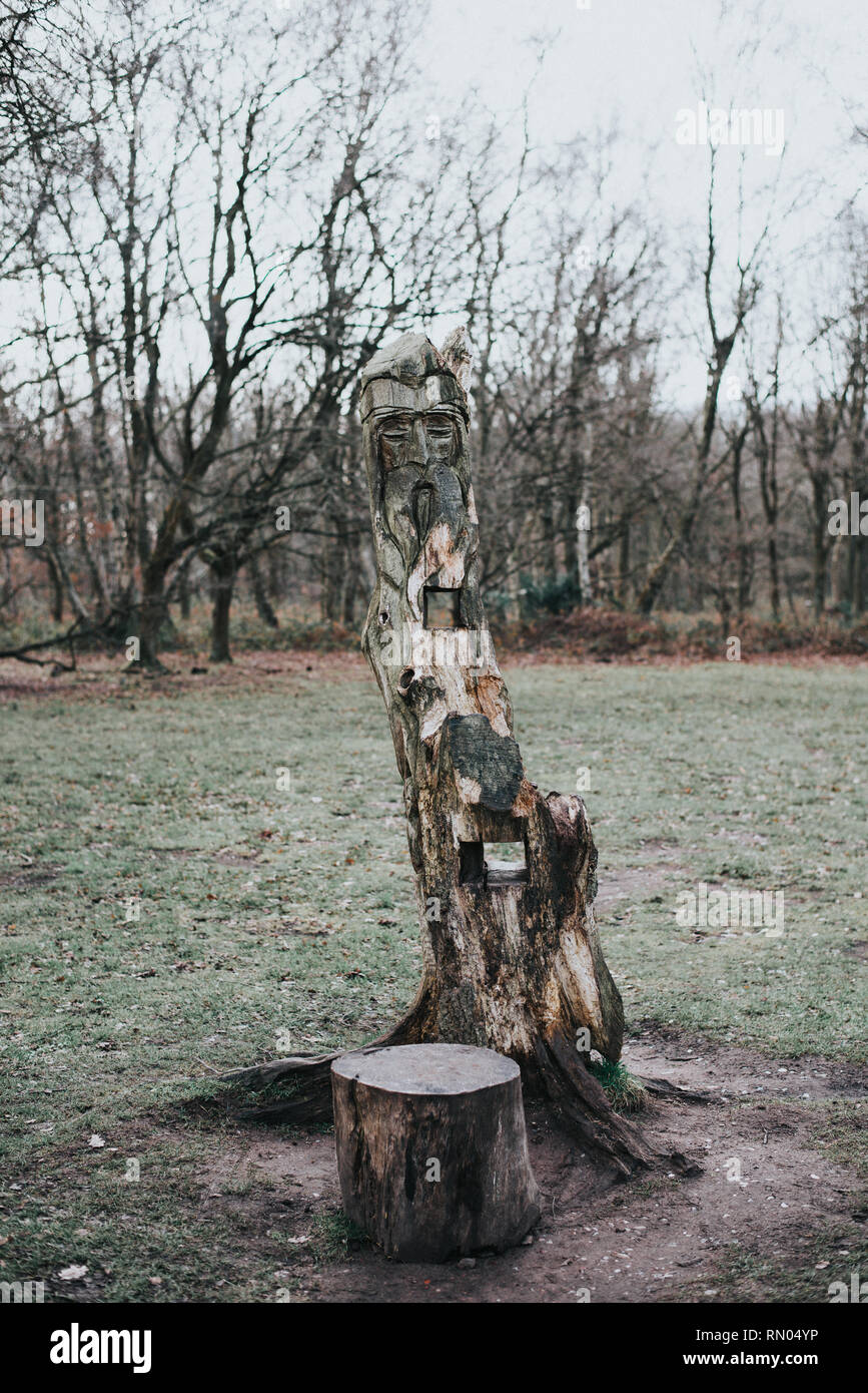 Old man of the forest hi-res stock photography and images - Alamy