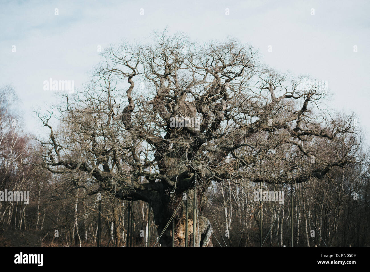 Great oak sherwood forest hi-res stock photography and images - Alamy