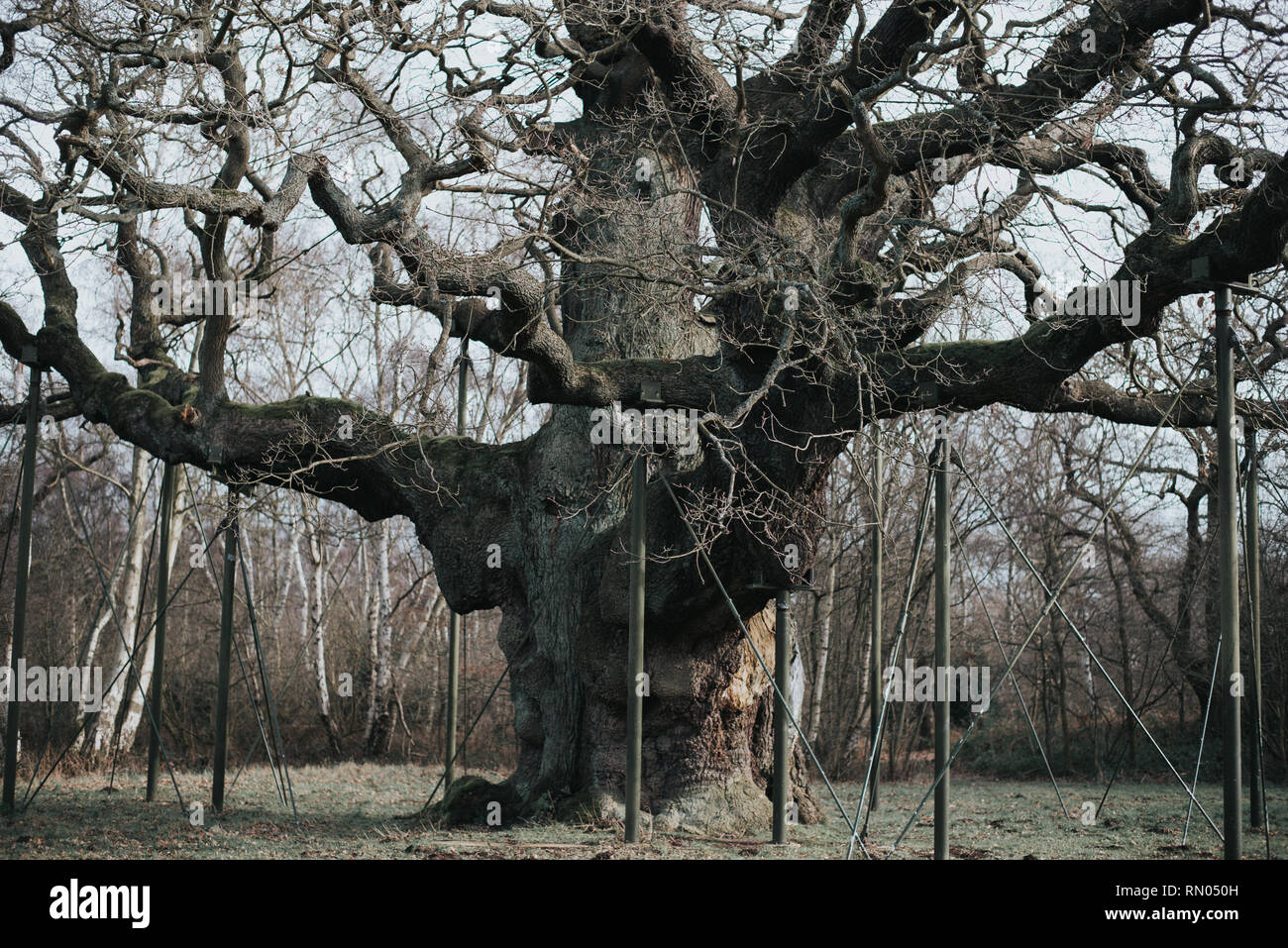 The Great Oak tree in Sherwood Forest Stock Photo - Alamy