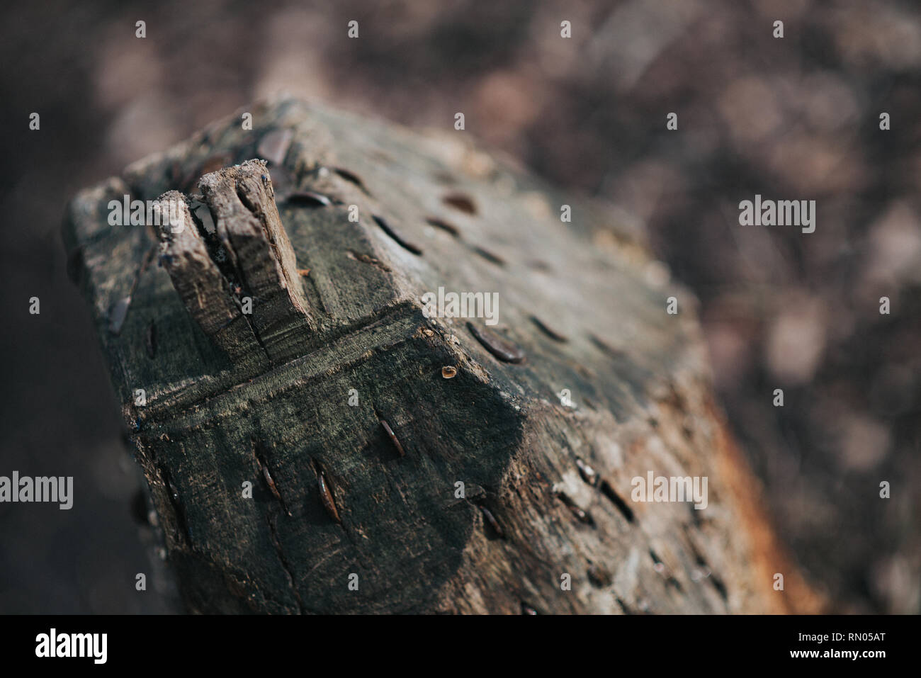 Coins stuck in tree hi-res stock photography and images - Alamy