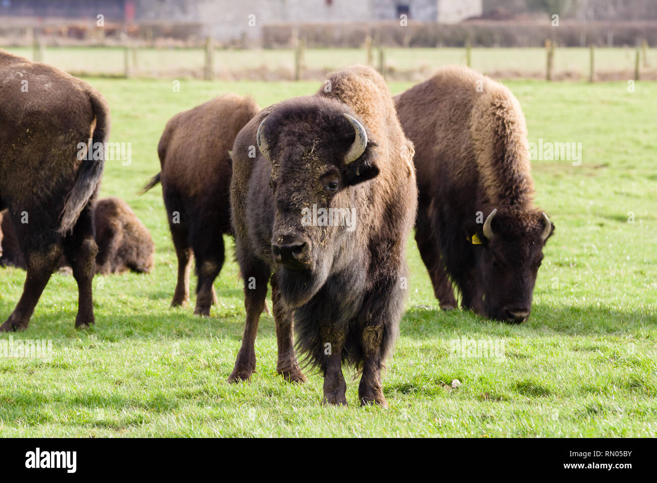 North American bison at the Rhug Estate in Corwen North Wales the ...