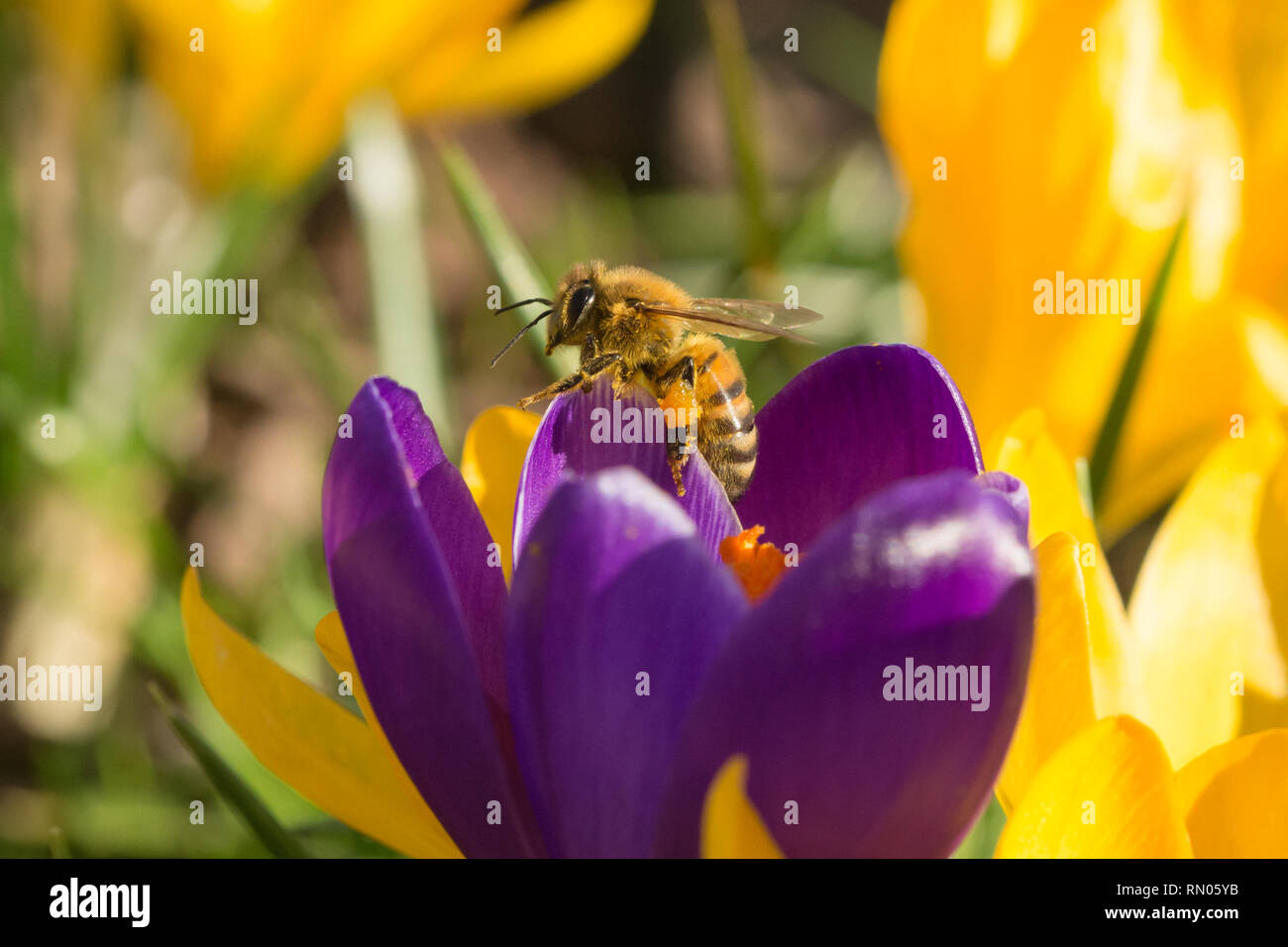 Bee (honey bee), an important pollinator, nectaring on a crocus flower ...