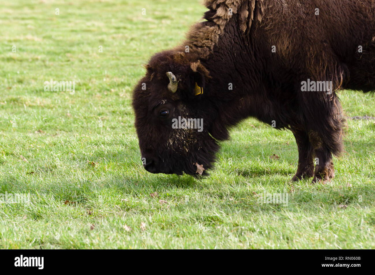 North American bison at the Rhug Estate in Corwen North Wales the ...