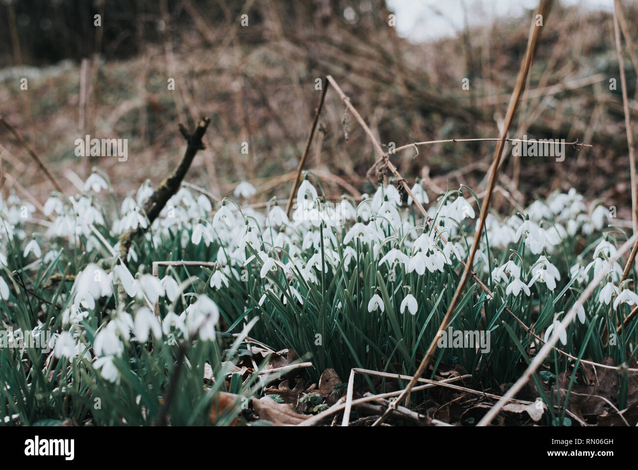 Wild snowdrop fauna hi-res stock photography and images - Alamy