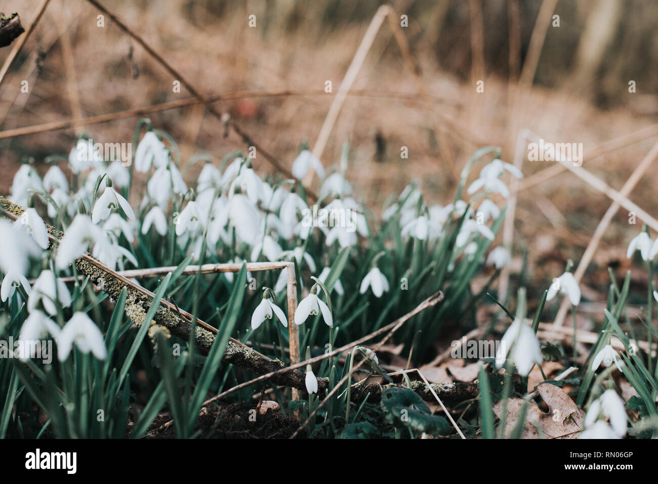 Snowdrops on the forest floor Stock Photo - Alamy