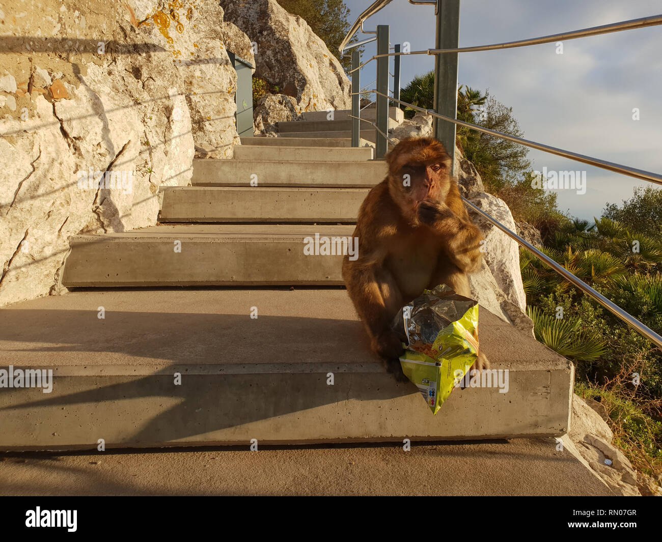 Monkey eating chips hi-res stock photography and images - Alamy