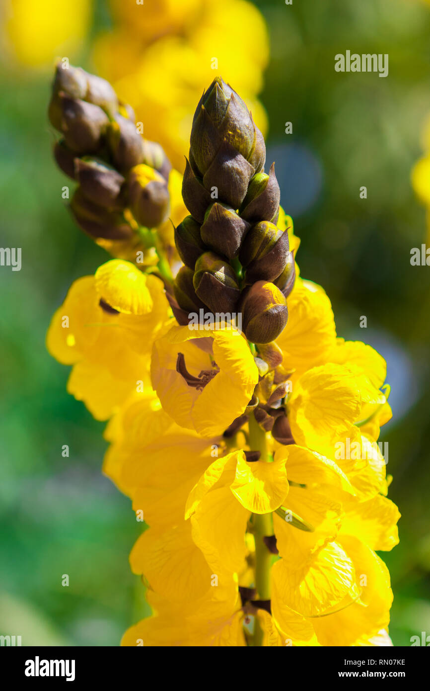 Picture of a Yellow blossoming Senna didymobotrya (African senna ...