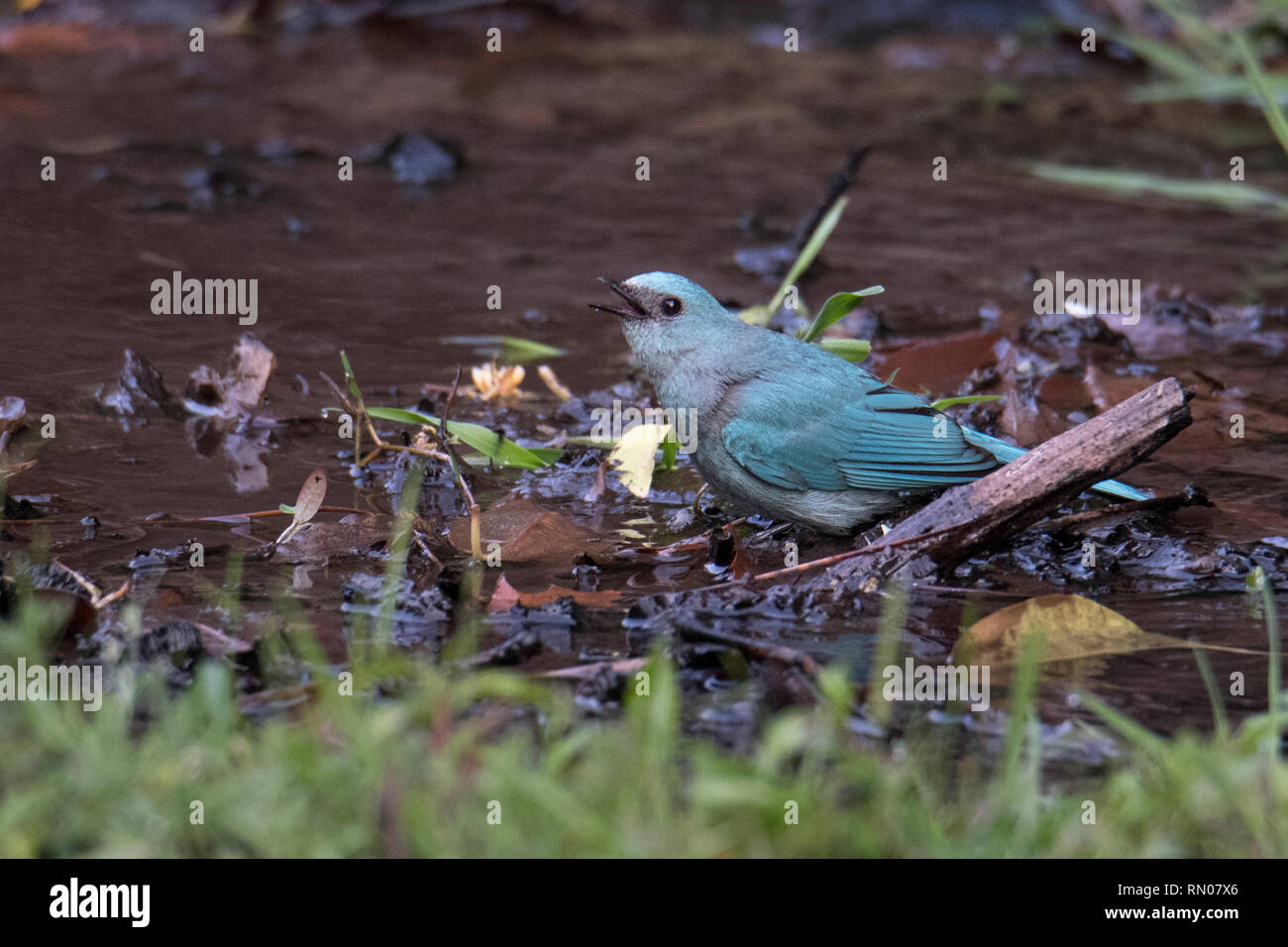 Verditer hi-res stock photography and images - Alamy