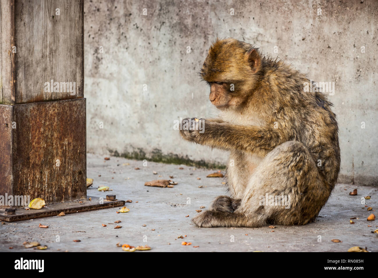 Picture of the famous monkeys of Gibraltar. Several macaques living in ...