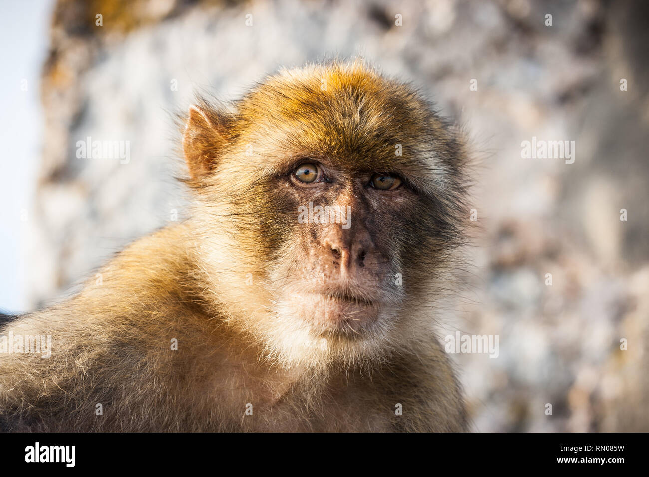 Picture of one of the famous monkeys of Gibraltar. Several macaques ...