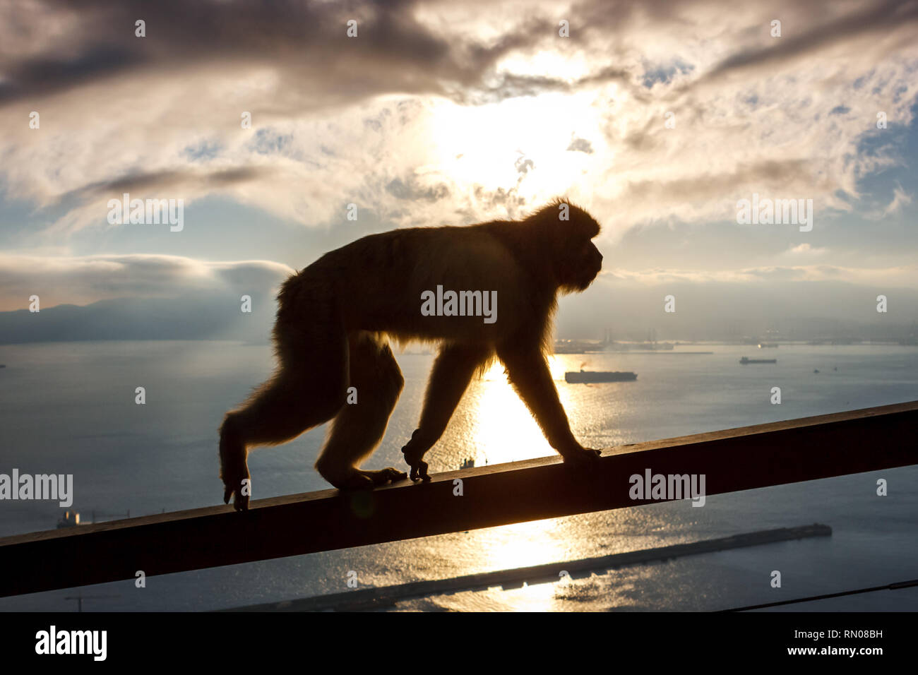 The Silhouette of one of the famous monkeys of Gibraltar at sunset ...