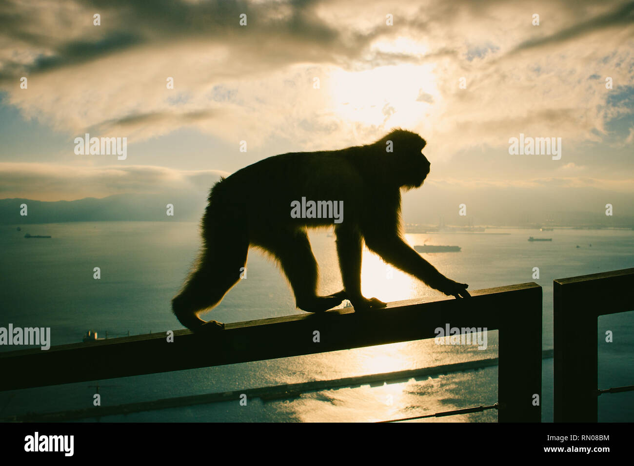 The Silhouette of one of the famous monkeys of Gibraltar at sunset ...