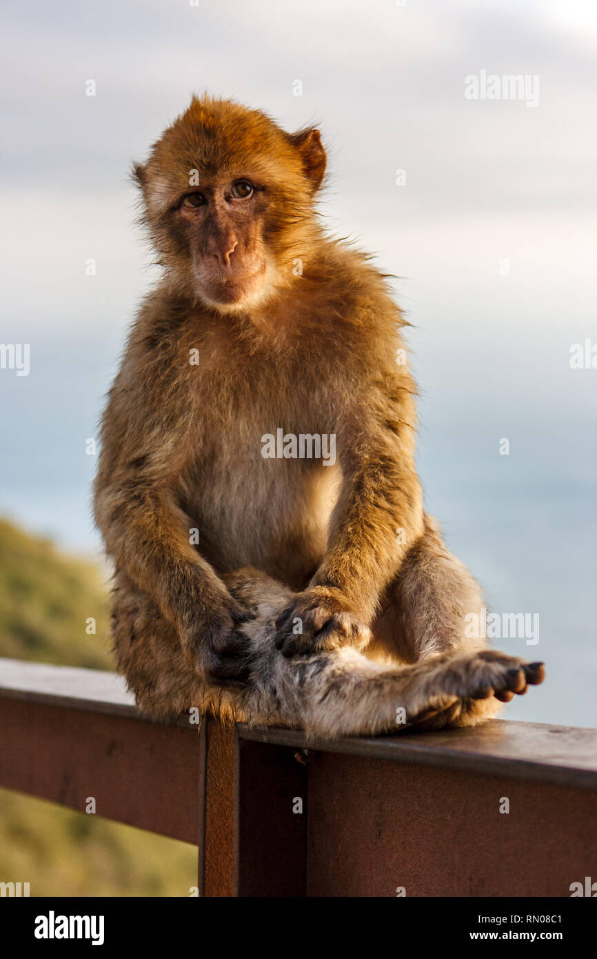 Picture of one of the famous monkeys of Gibraltar. Several macaques ...