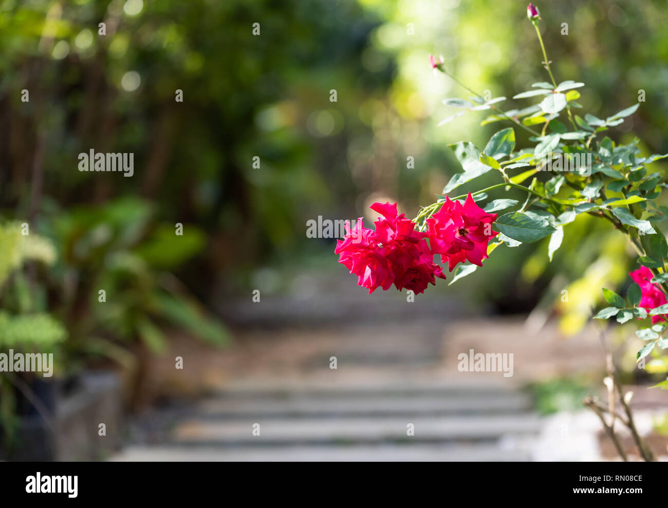 Beautiful red roses flower with morning sun light in outdoor garden ...