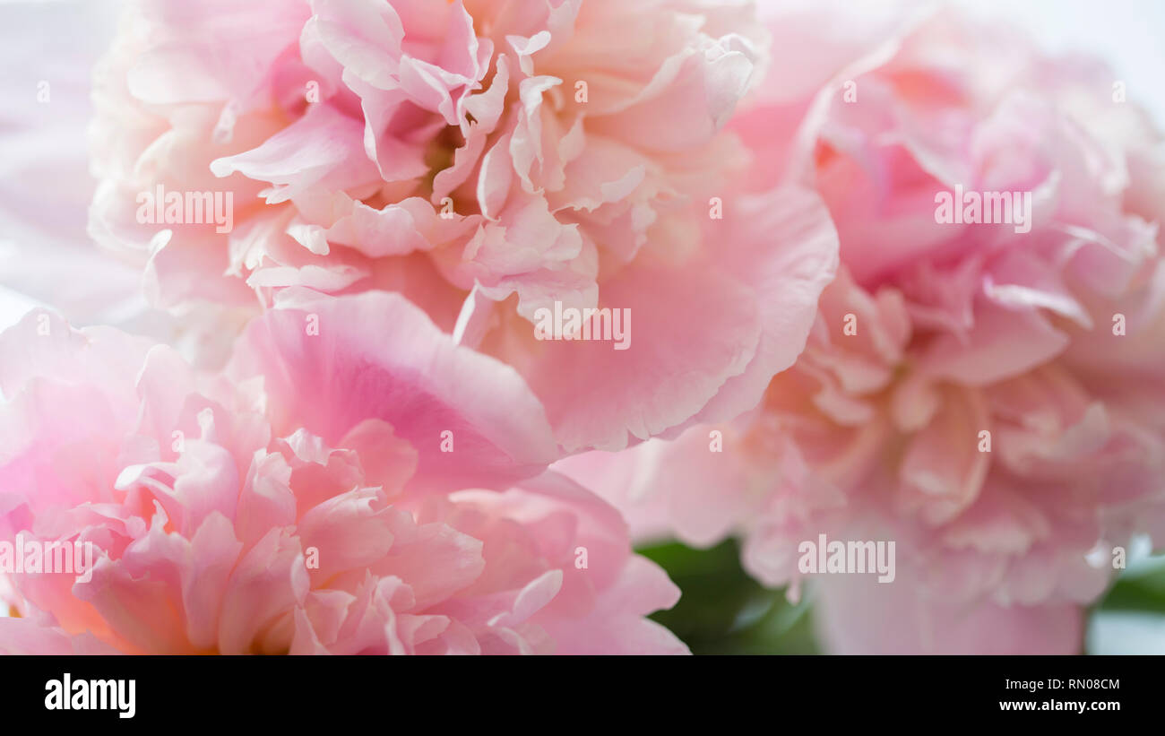 Peonies on a white isolated background Stock Photo - Alamy