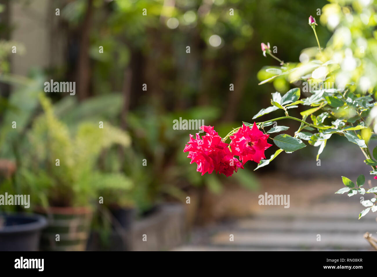 Beautiful red roses flower with morning sun light in outdoor garden ...