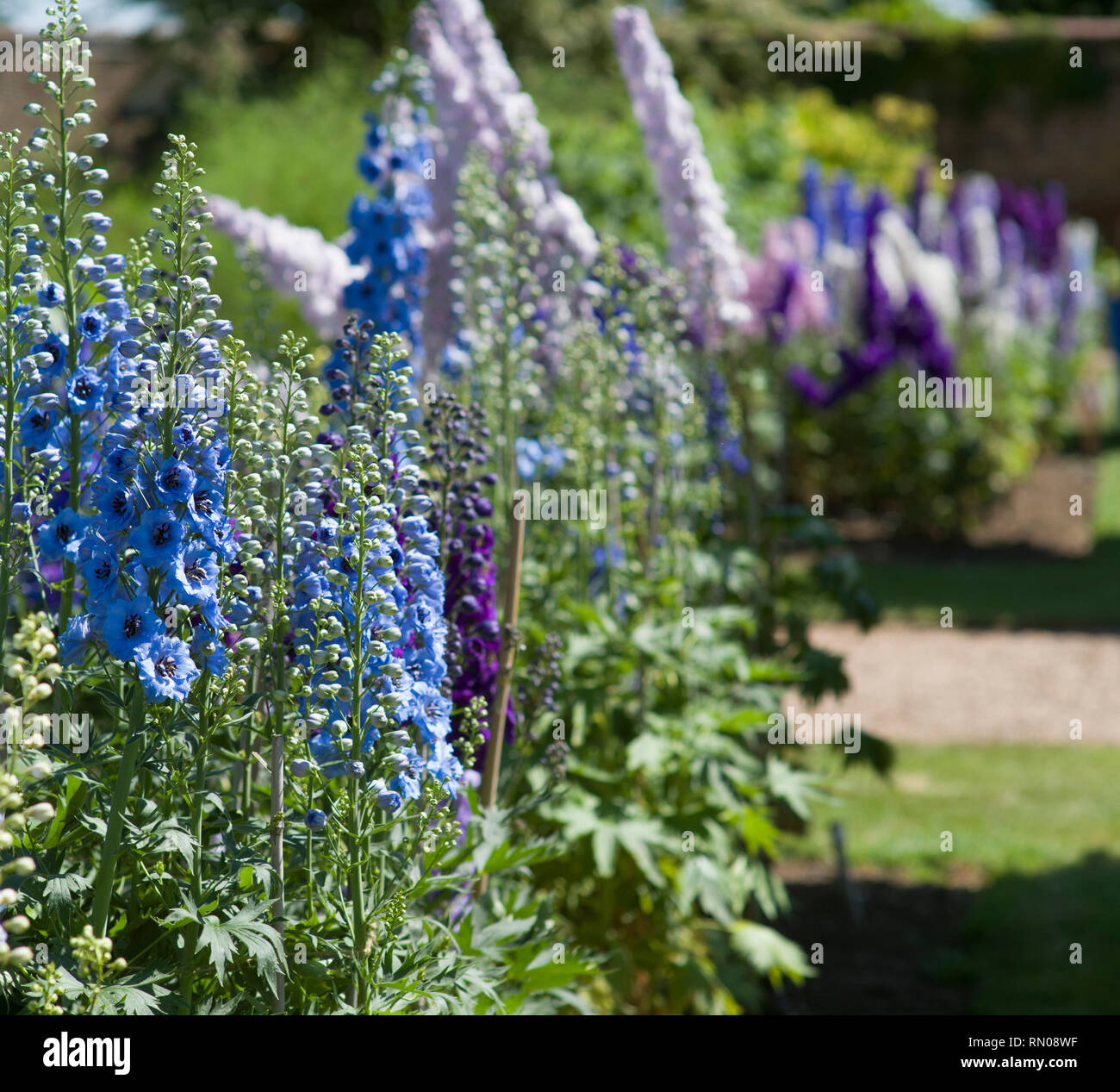Delphiniums growing in a walled garden in Kent Stock Photo - Alamy