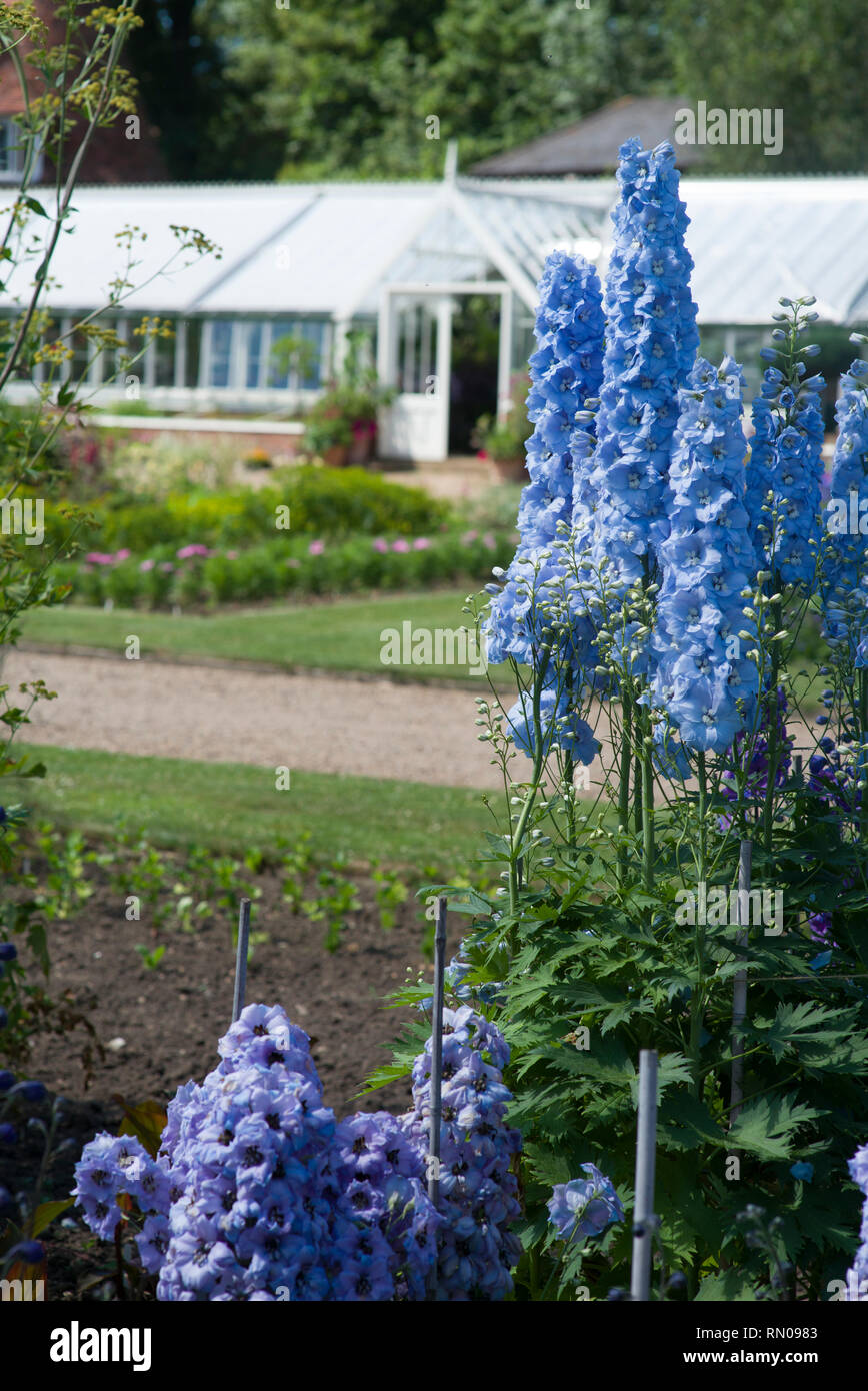 Delphiniums seed hi-res stock photography and images - Alamy