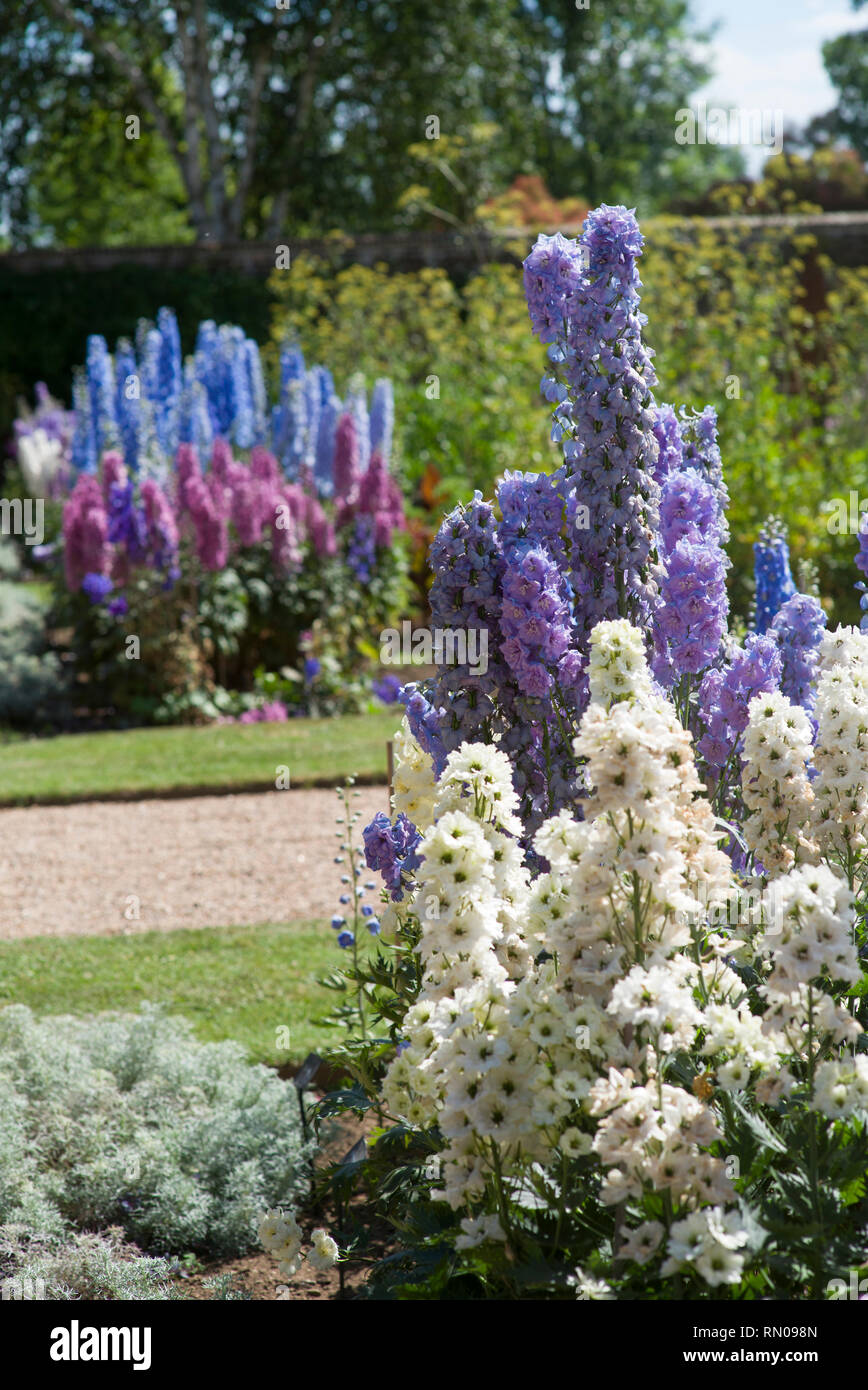Delphiniums growing in a walled garden in Kent Stock Photo - Alamy