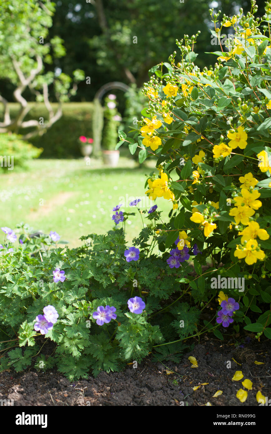 Hypericum 'Hidcote' and Geranium 'Rozanne' in an island border Stock ...