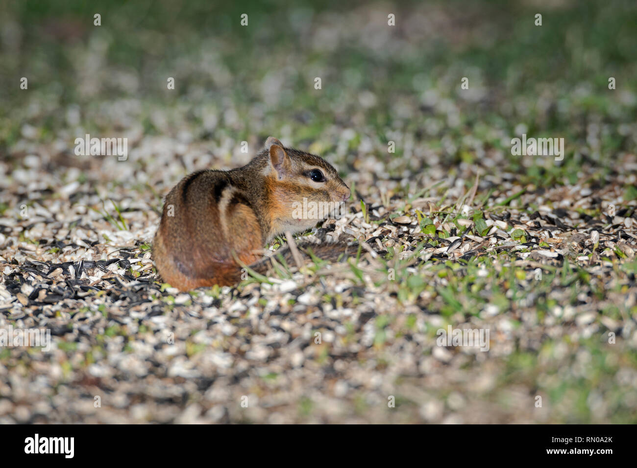 Chipmunk seeds hi-res stock photography and images - Alamy