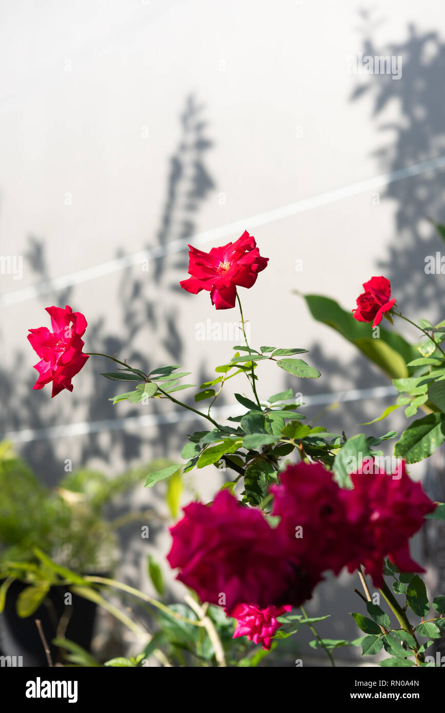 Outdoor floral hi-res stock photography and images - Alamy