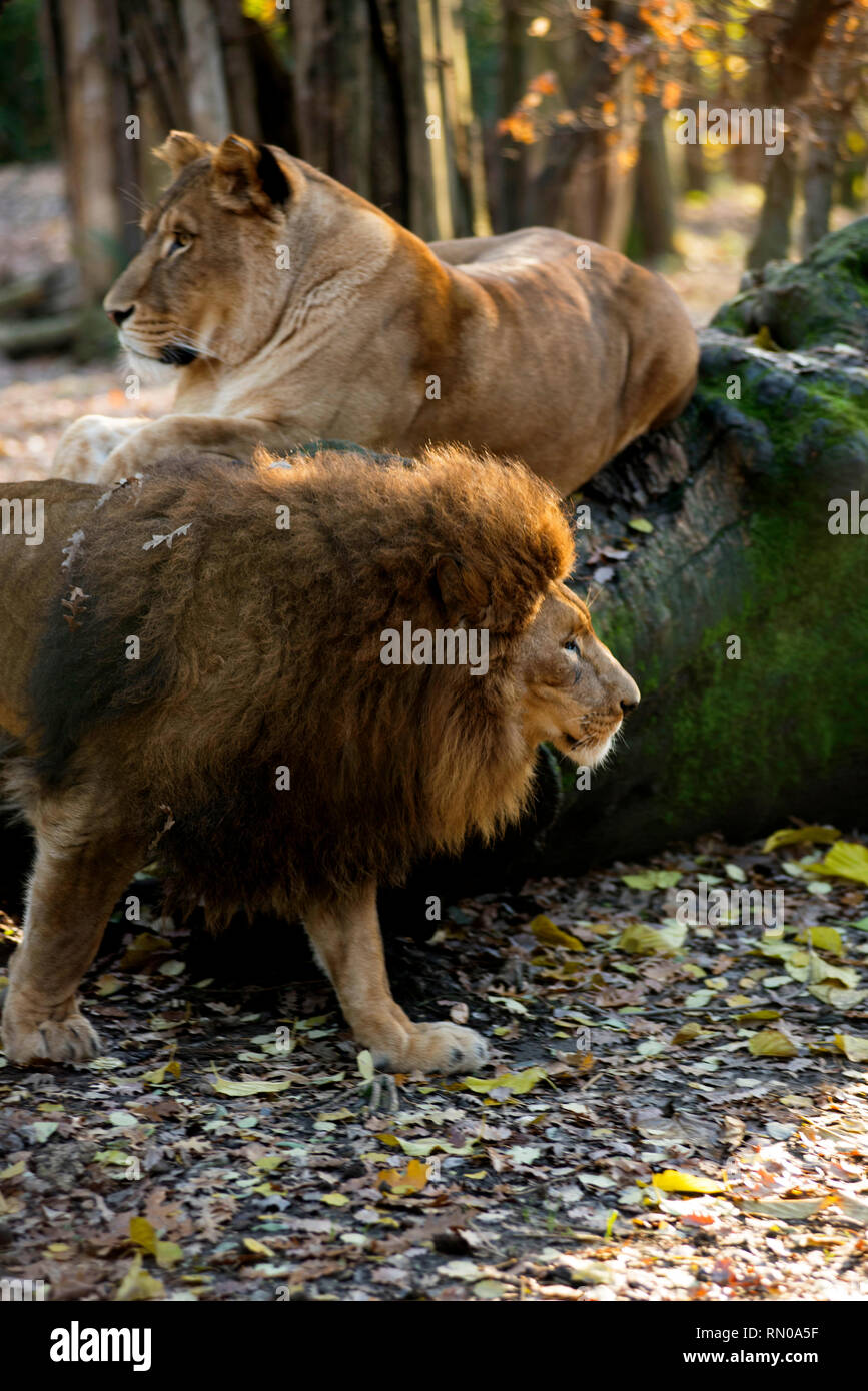 Lion in the forest Stock Photo - Alamy