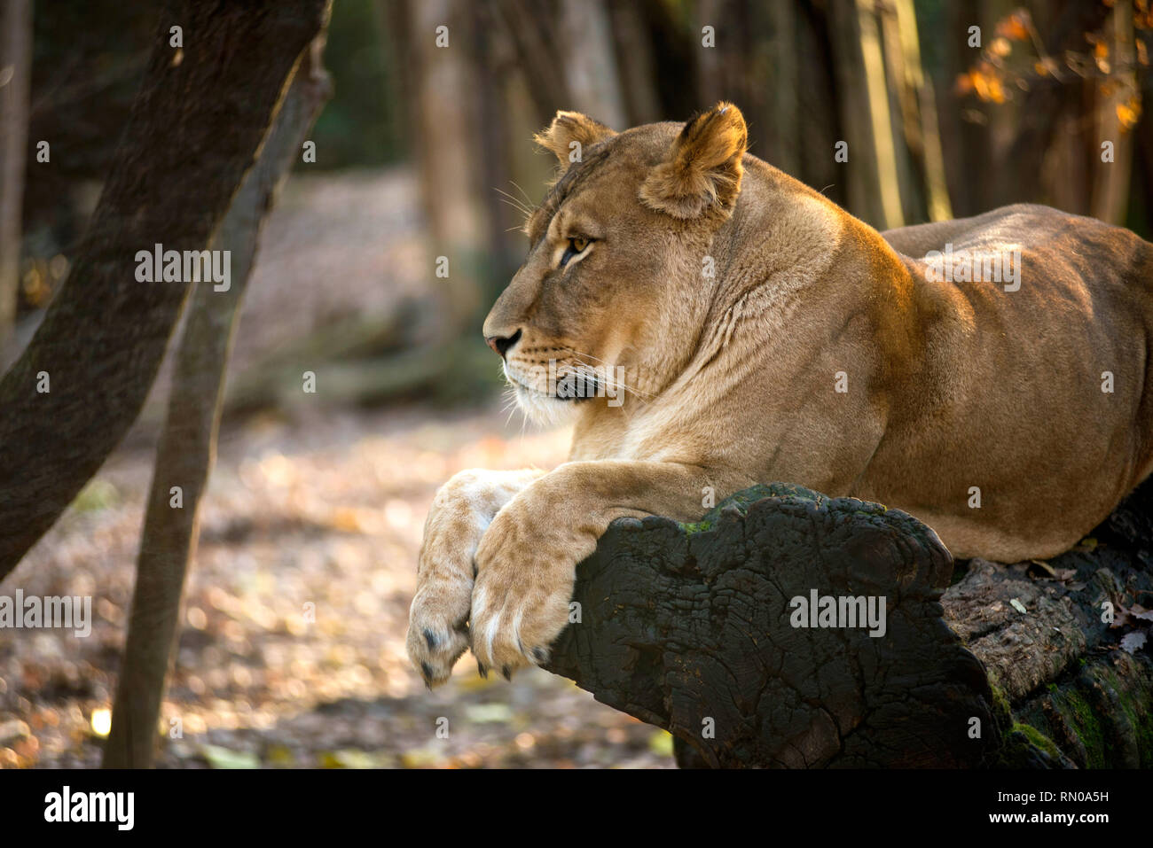 Lion in the forest Stock Photo - Alamy