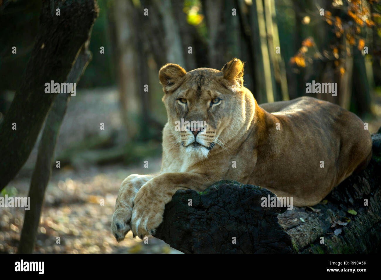 Lion in the forest hi-res stock photography and images - Alamy