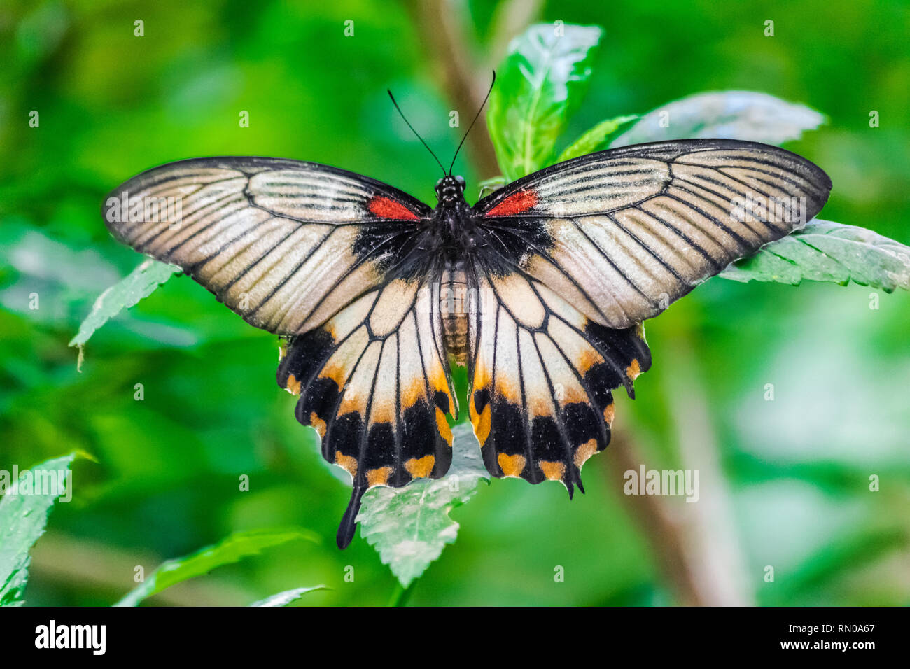 Papilio Memnon