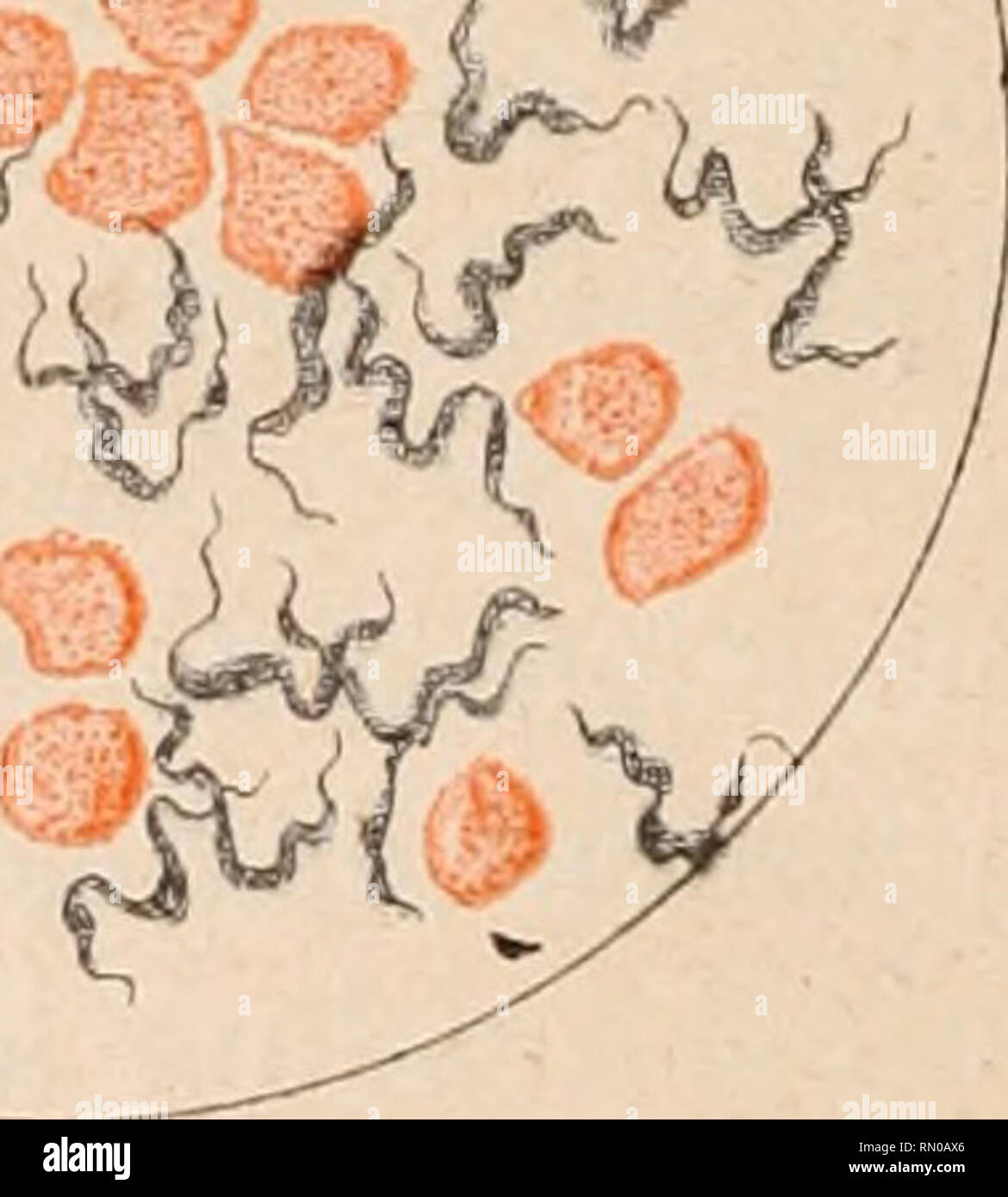Goutte de sang microscope hi-res stock photography and images - Alamy