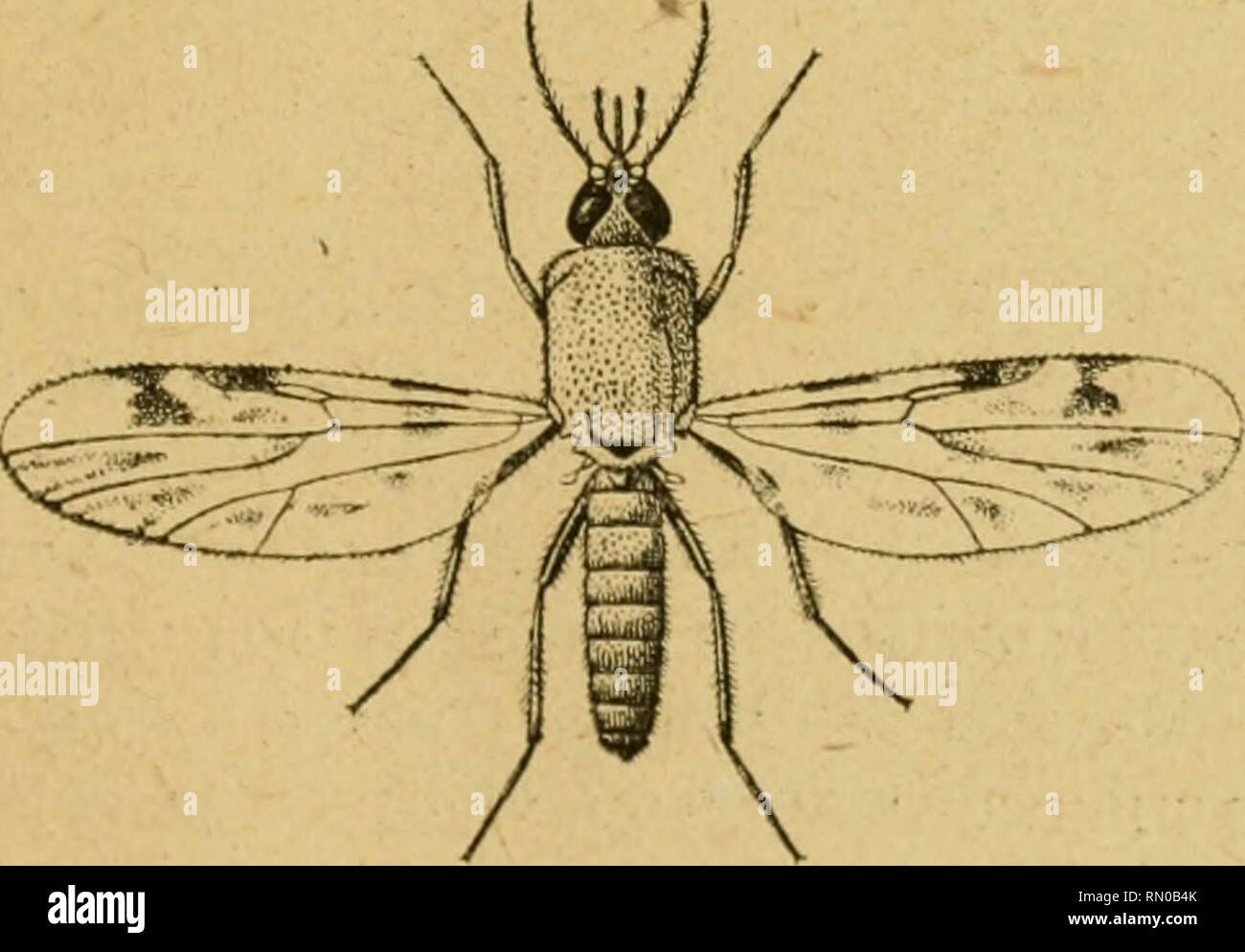 Parties du corps des insectes hi-res stock photography and images - Alamy