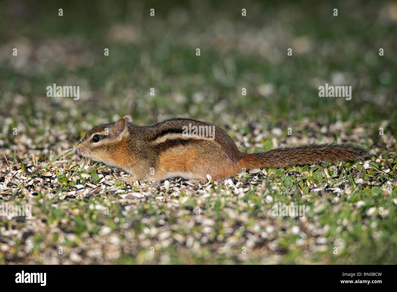 Chipmunk seeds hi-res stock photography and images - Alamy