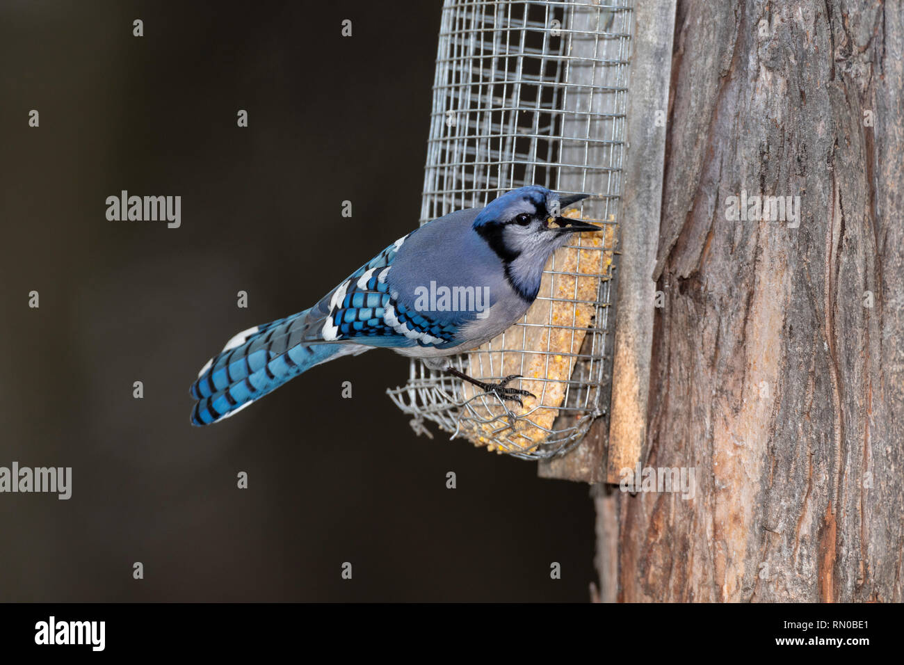 Jay on feeder hi-res stock photography and images - Alamy