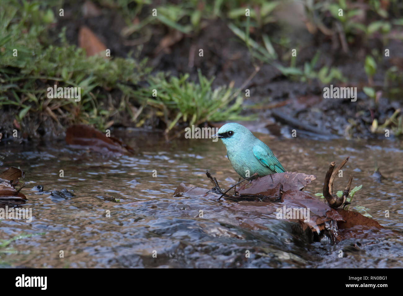 Verditer hi-res stock photography and images - Alamy