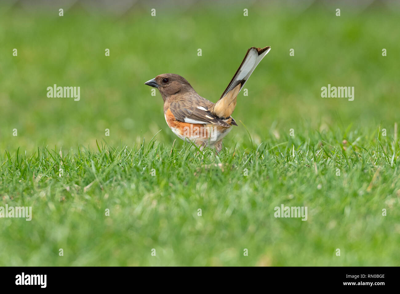 Rufous sided towhee hi-res stock photography and images - Alamy