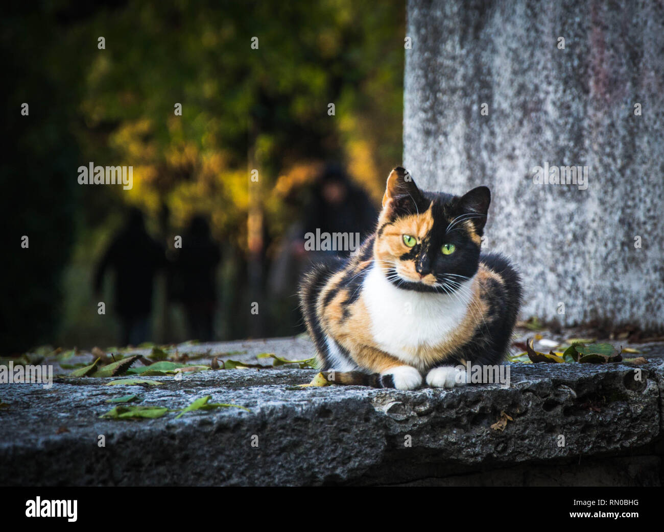 Beautiful stray cat hi-res stock photography and images - Alamy