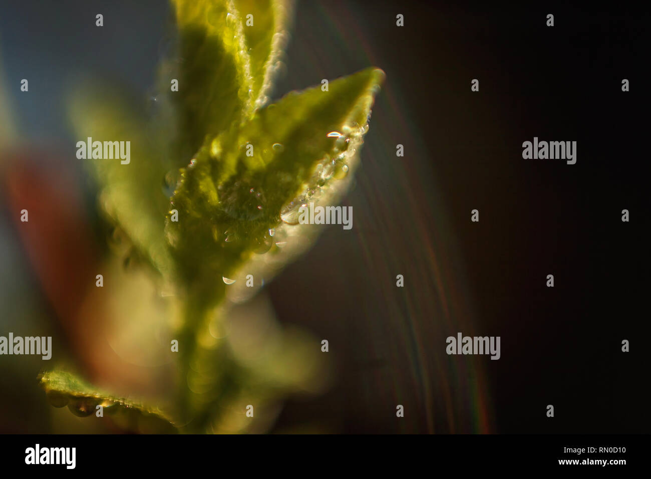 Drops of rain water on green leaf glow in sun. Inspirational natural ...