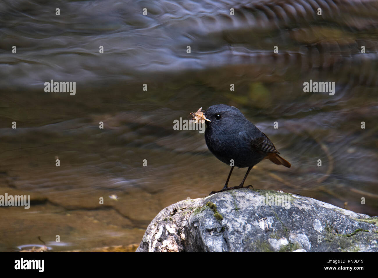 White-capped Water Redstart Stock Photo - Alamy
